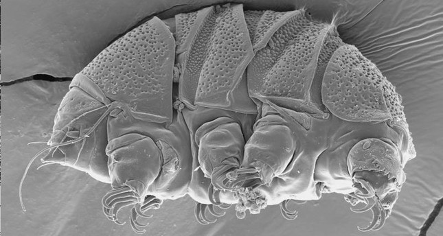 Scientists study microscopic 'water bears' about survival - Daily Sabah