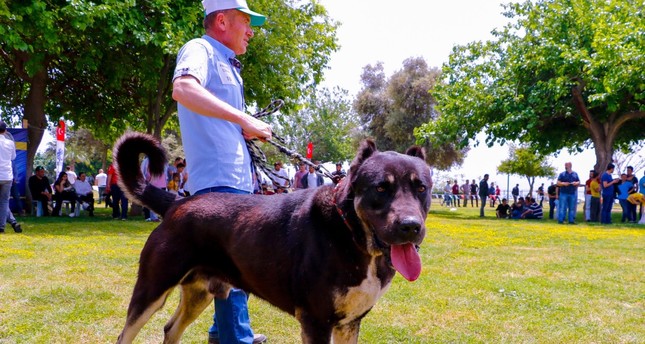 Turkey's shepherd dogs to be registered by EU - Daily Sabah